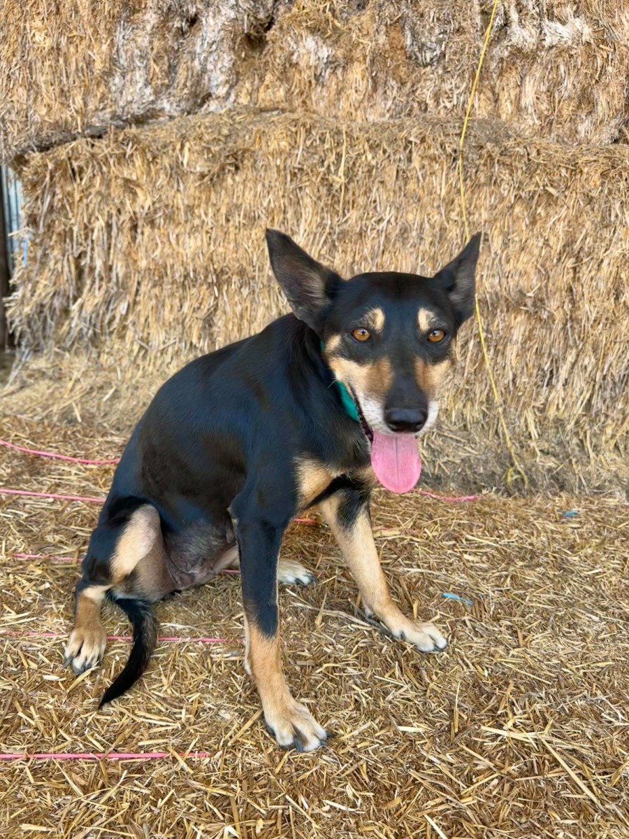 Shakey - Medium Female Australian Kelpie Dog in VIC - PetRescue