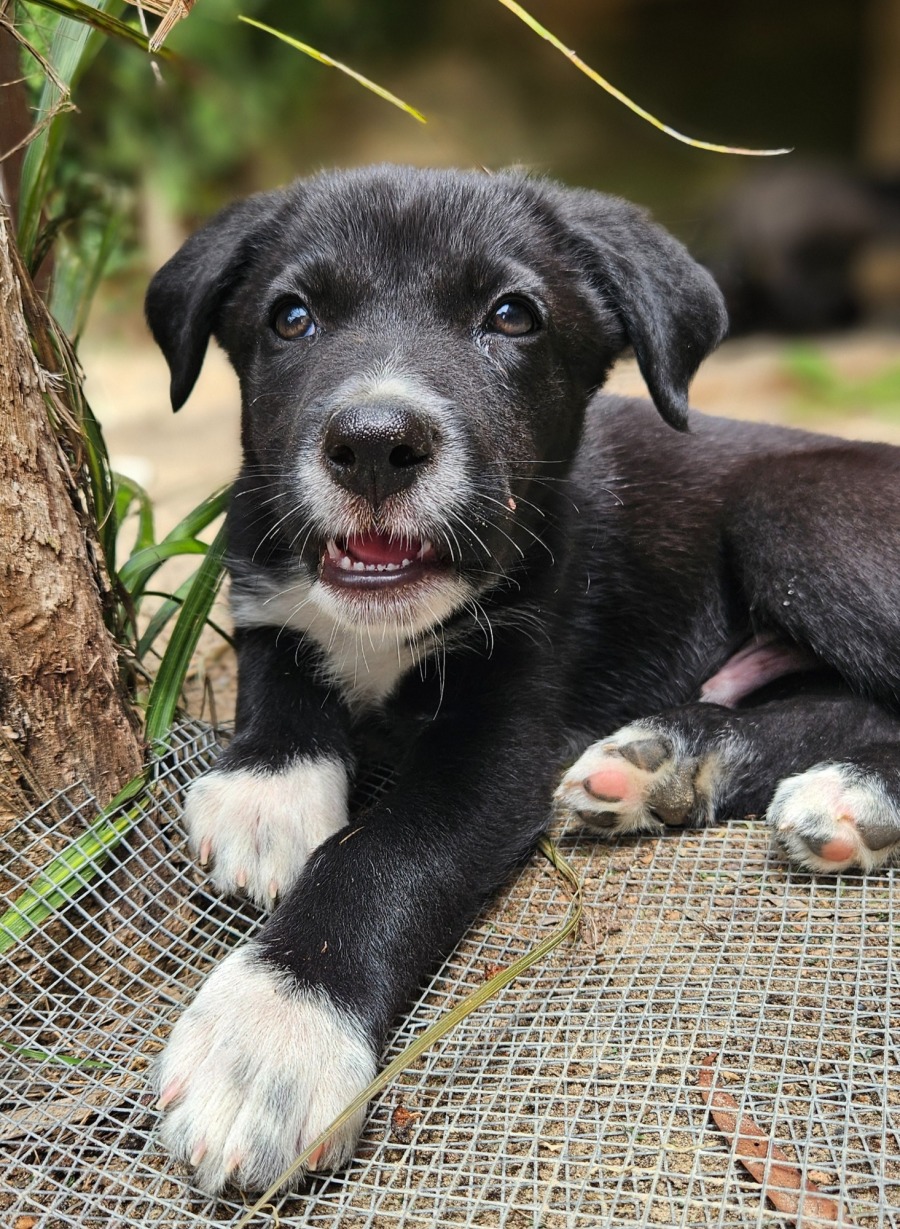 Jitter - Medium Male Border Collie Mix Dog in ACT - PetRescue