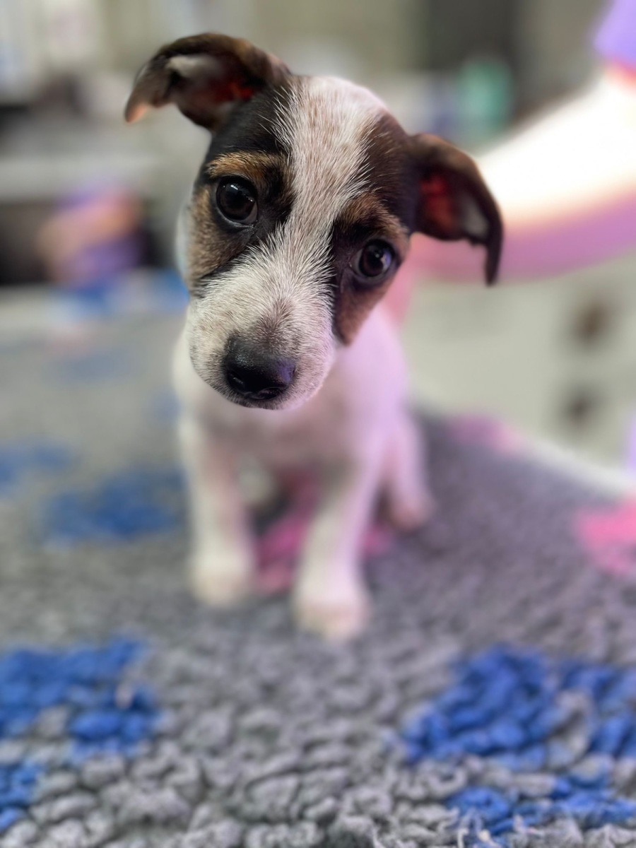 Teddy - Small Male Australian Stumpy Tail Cattle Dog Mix Dog in NSW ...