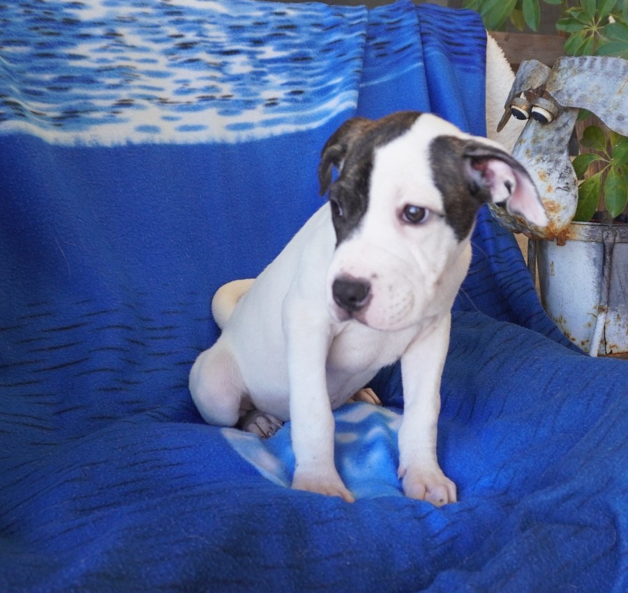 Chelsea - Medium Female Mixed breed Dog in WA - PetRescue