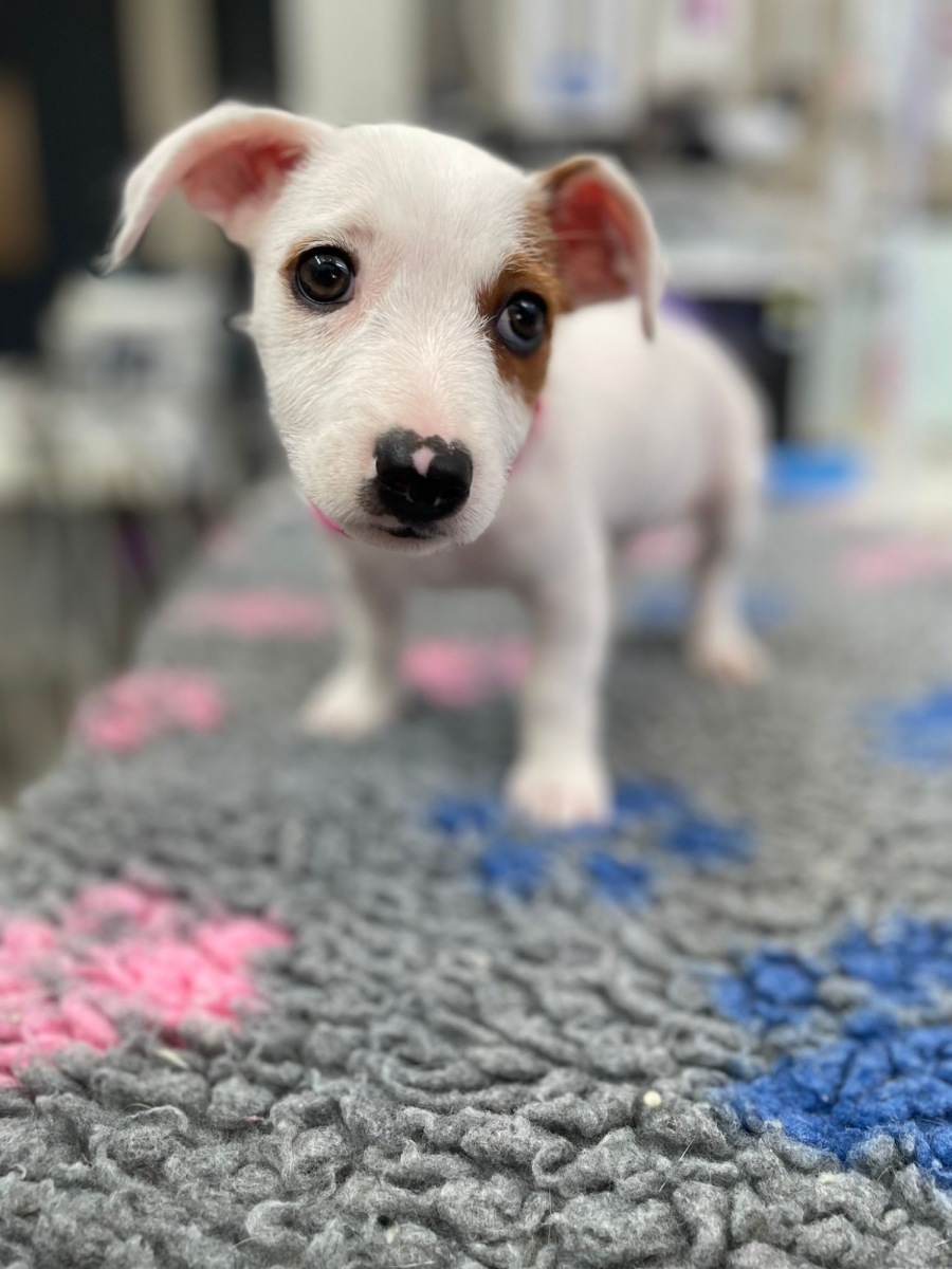 Minnie - Small Female Australian Stumpy Tail Cattle Dog Mix Dog in NSW ...