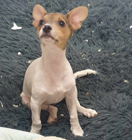 Patsy - Small Female Chihuahua x Jack Russell Terrier Mix Dog in WA ...