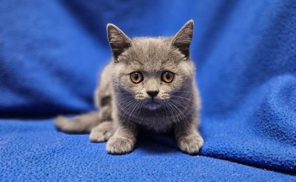 Pepper - Female British Shorthair Mix Cat in VIC - PetRescue