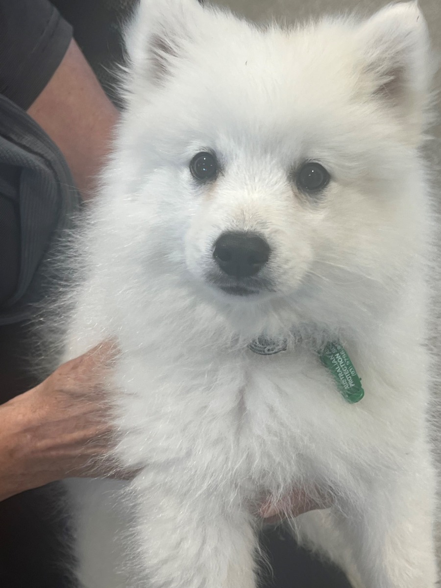 Daphne - Medium Female Japanese Spitz Dog in VIC - PetRescue