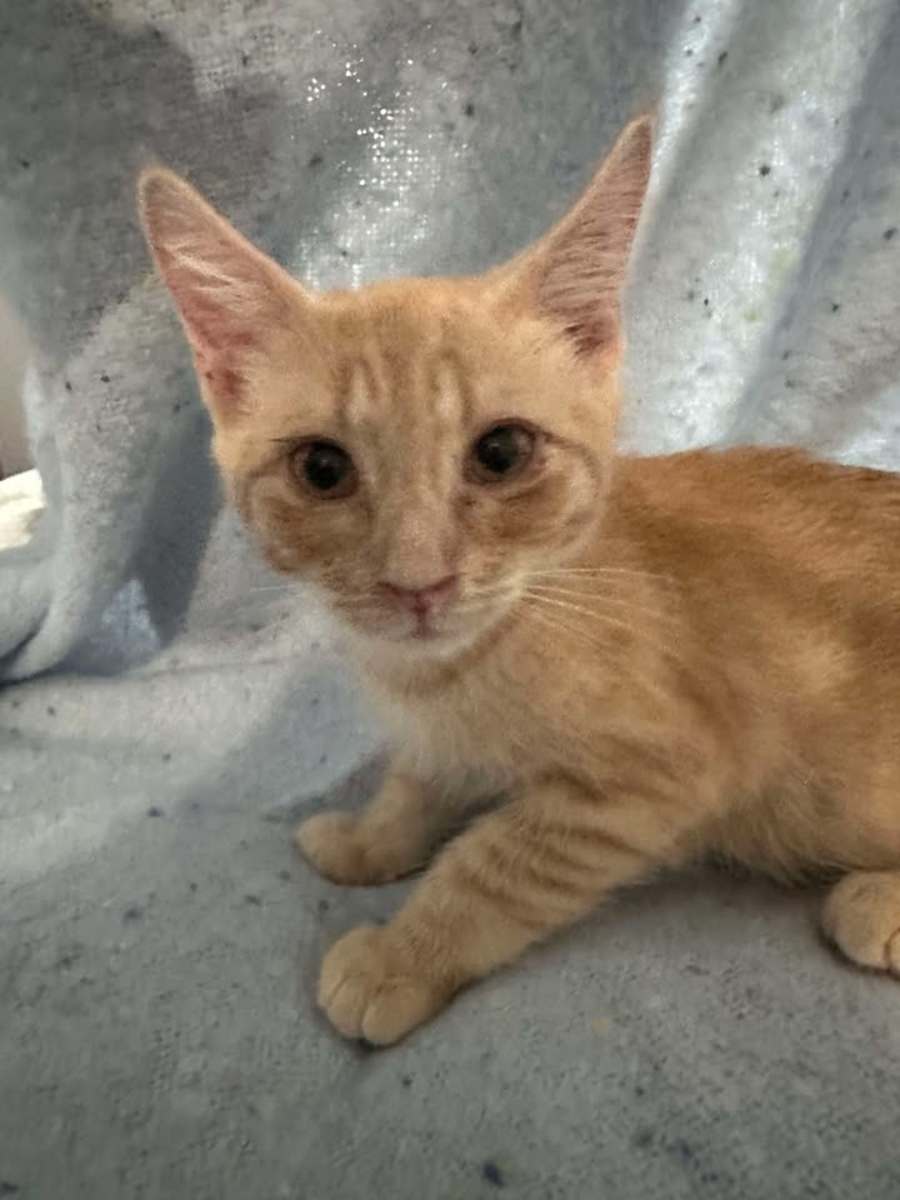 Ottis - Male Manx Cat in QLD - PetRescue