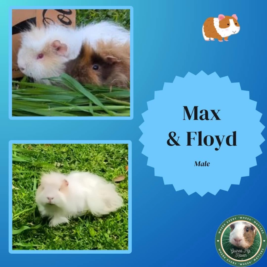 Max & Floyd - Male Medium-hair Guinea Pig in WA - PetRescue