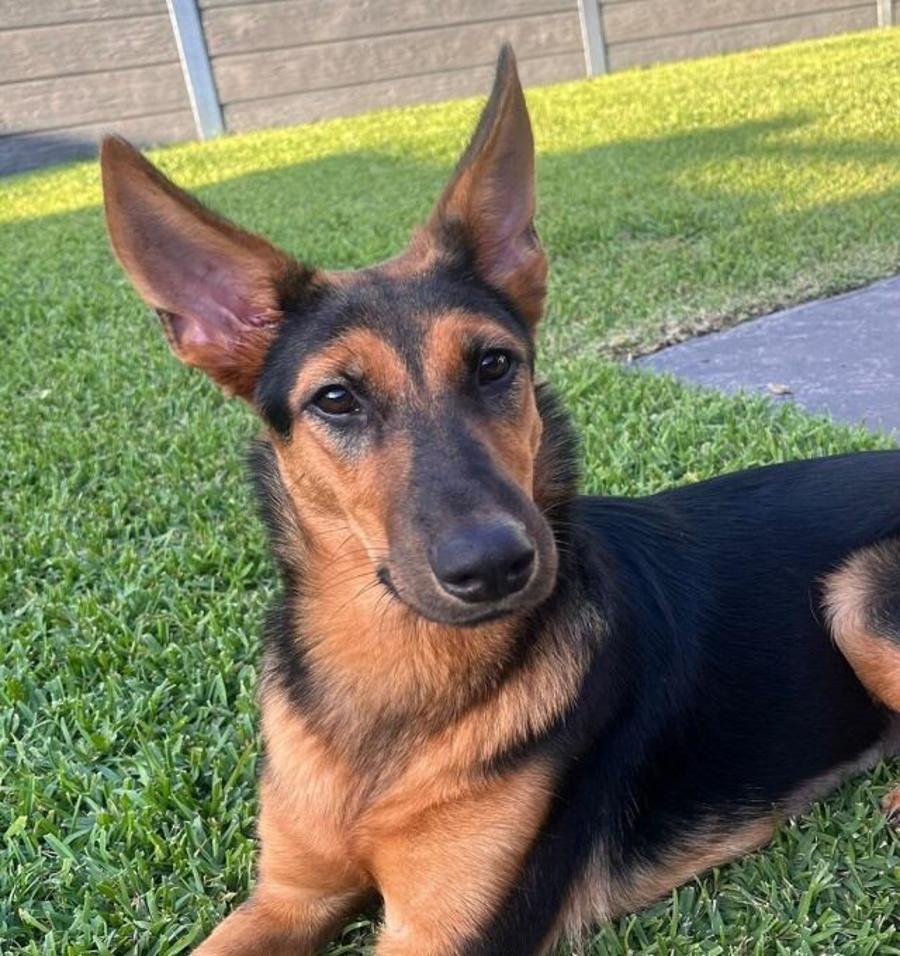 Layla - Medium Female German Shepherd Dog Mix Dog in QLD - PetRescue