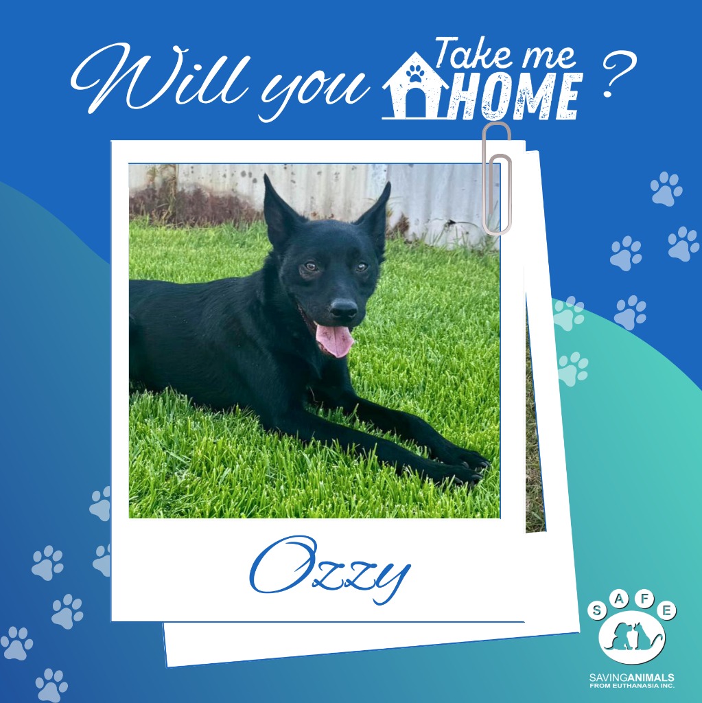 Ozzy - Medium Male Mixed breed Dog in WA - PetRescue