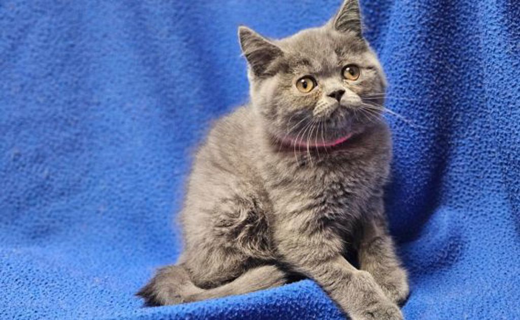 Munchkin - Female British Shorthair Mix Cat in VIC - PetRescue