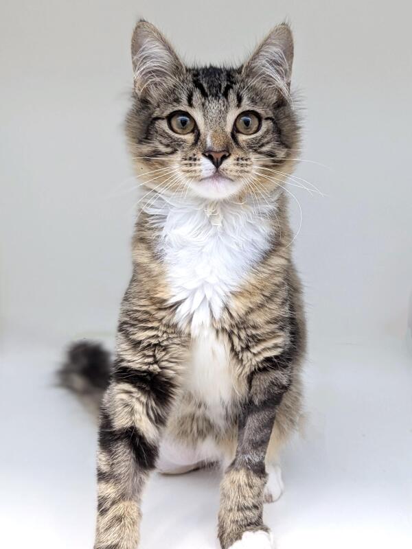 Meeka - Male Domestic Medium Hair (DMH) Cat in NSW - PetRescue