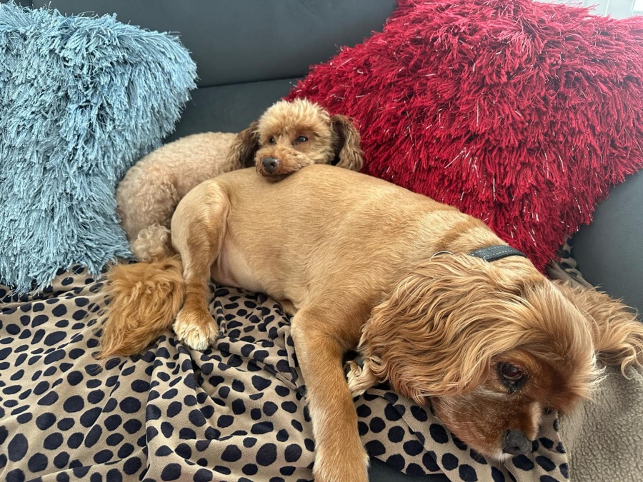 Todd and Copper - Small Male Poodle (Toy) Dog in NSW - PetRescue