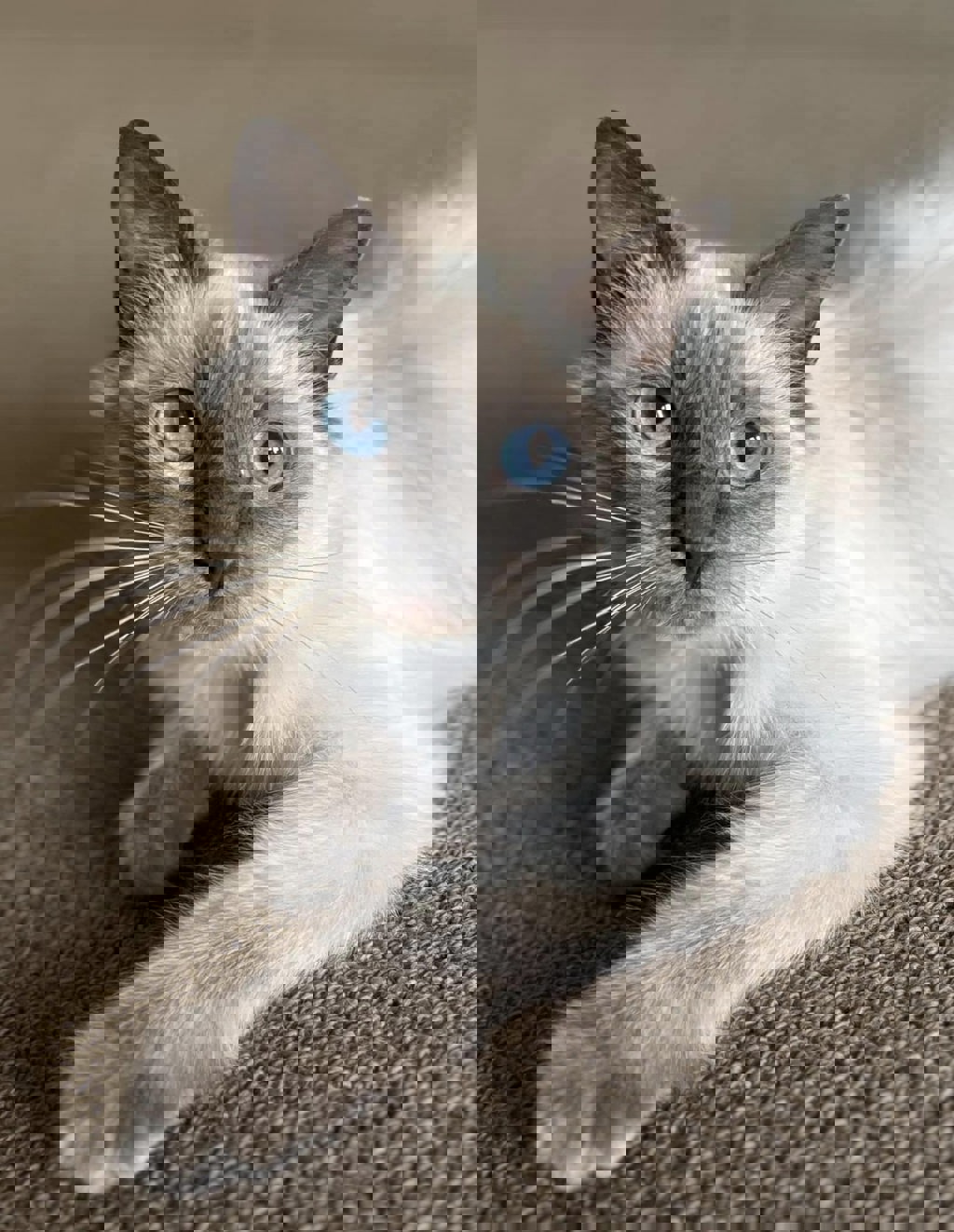 Lily - Female Ragdoll Mix Cat in VIC - PetRescue