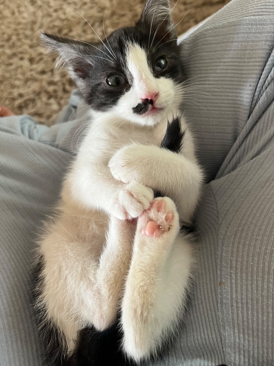 Mopsy - Female Domestic Short Hair (DSH) Cat in VIC - PetRescue