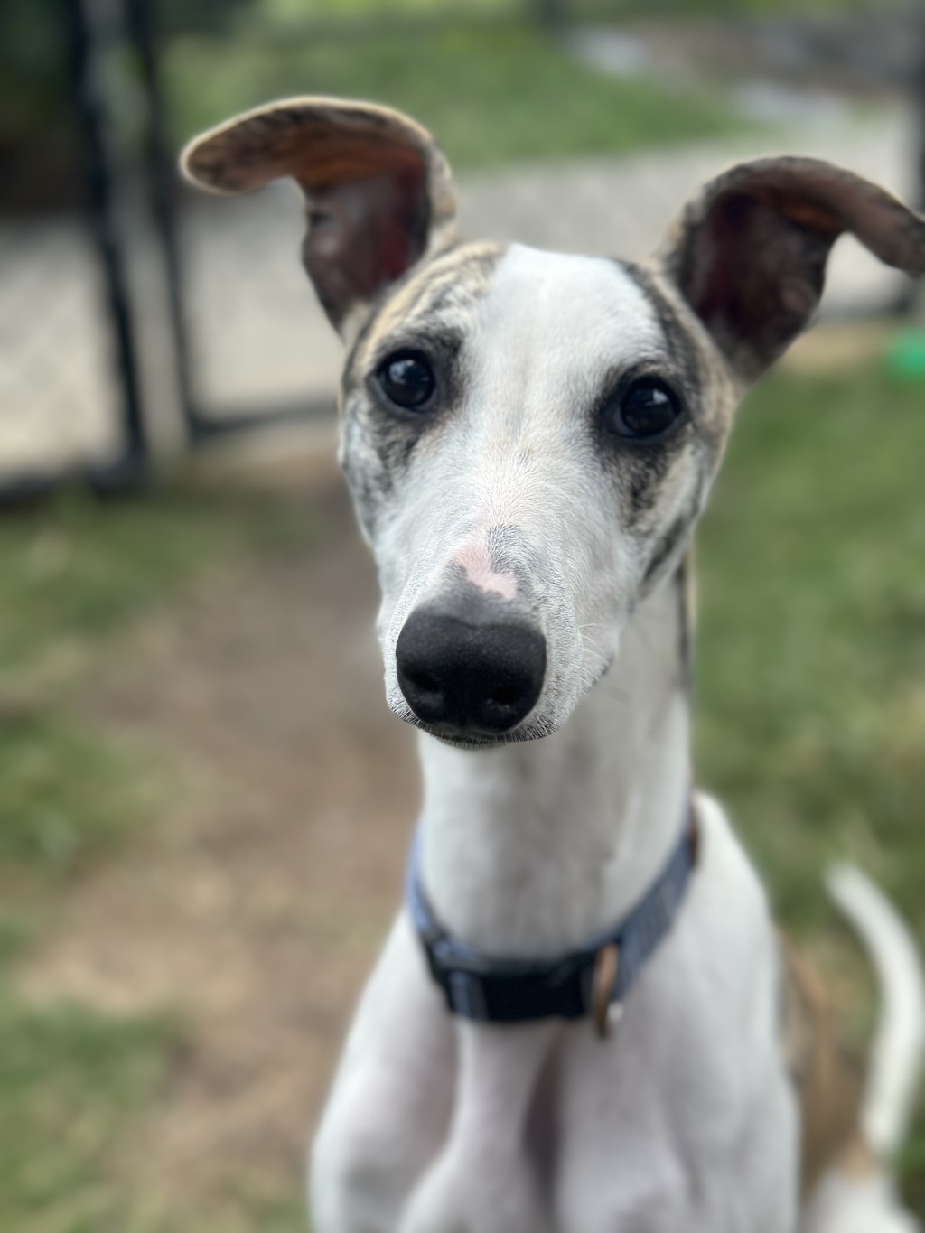 Dimi - Medium Male Whippet Mix Dog in QLD - PetRescue