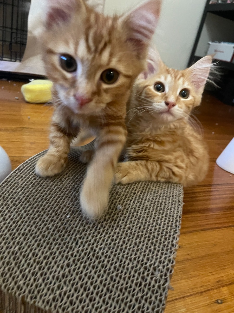 Pimpi - Female Domestic Medium Hair (DMH) Cat in VIC - PetRescue