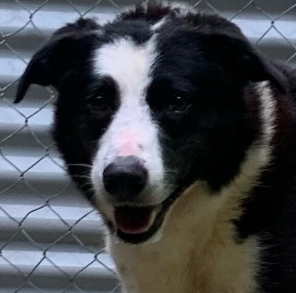 Louie - Large Male Border Collie Mix Dog in QLD - PetRescue