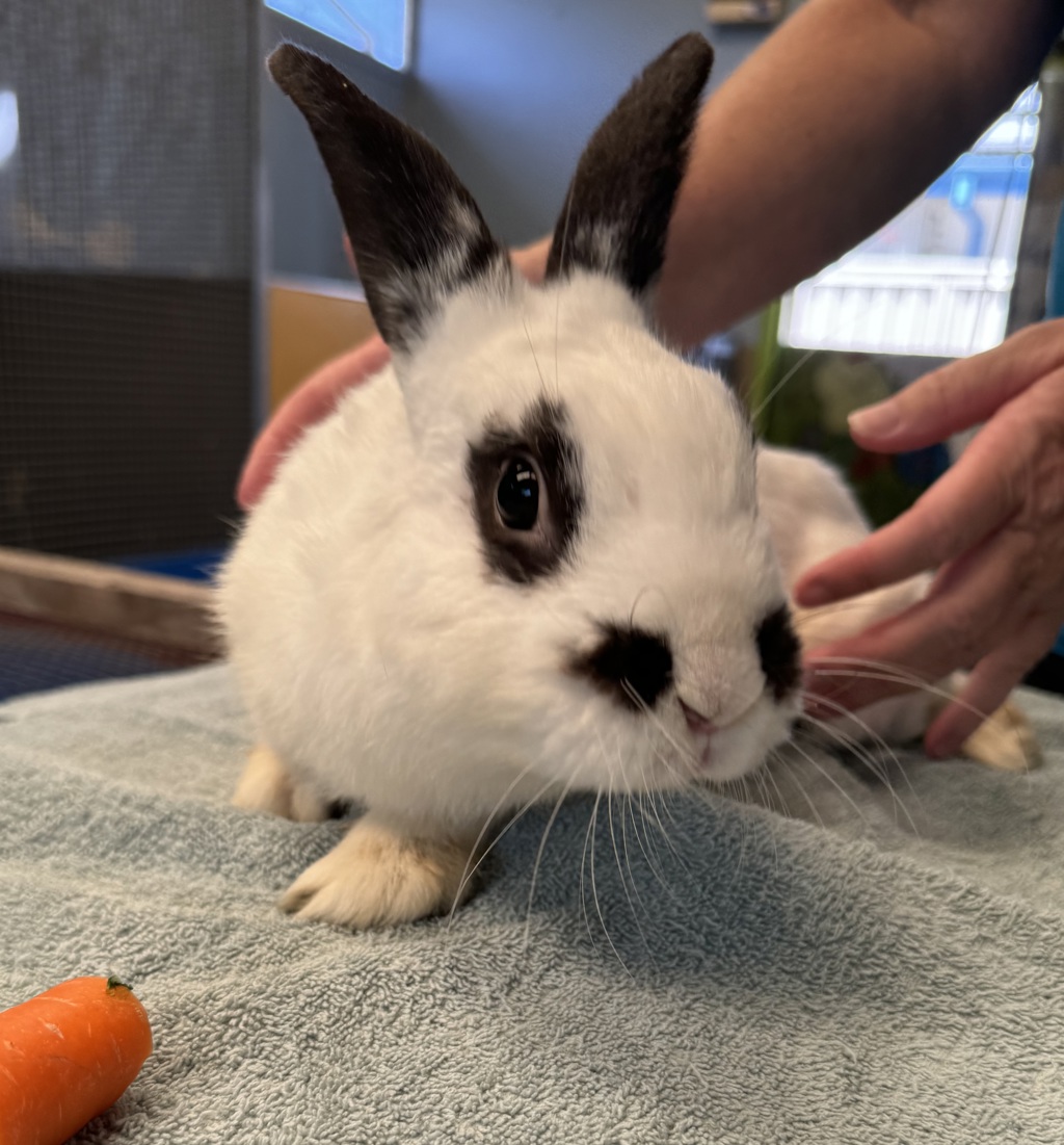 Snowball - Male Bunny Rabbit Mix Rabbit in WA - PetRescue