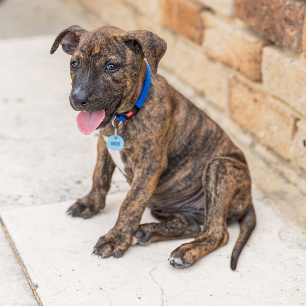 Imogen - Medium Female Bull Terrier x Mixed breed Mix Dog in WA - PetRescue