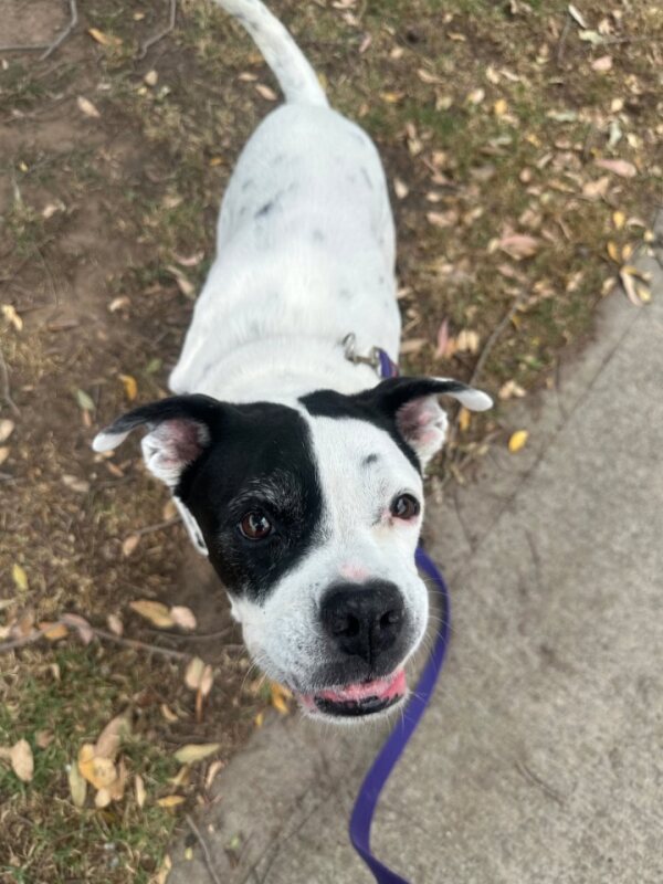 Muffin - Large Female Boxer Dog in NSW - PetRescue