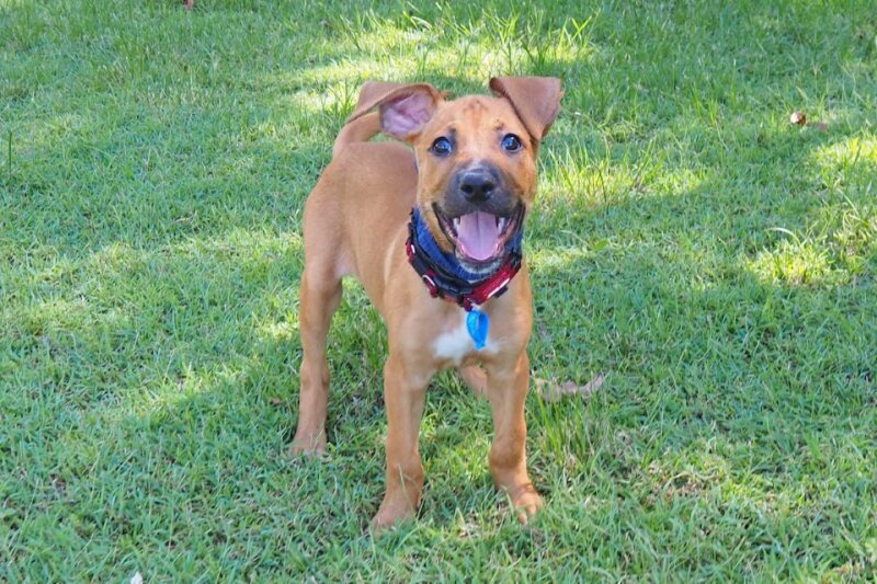Kaia nee Sasha - Large Female Rhodesian Ridgeback Dog in NSW - PetRescue