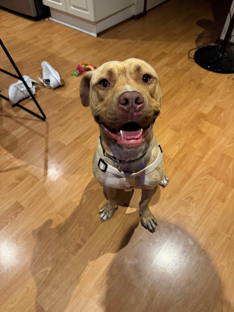 Boss - Medium Male American Staffordshire Terrier Dog in VIC - PetRescue