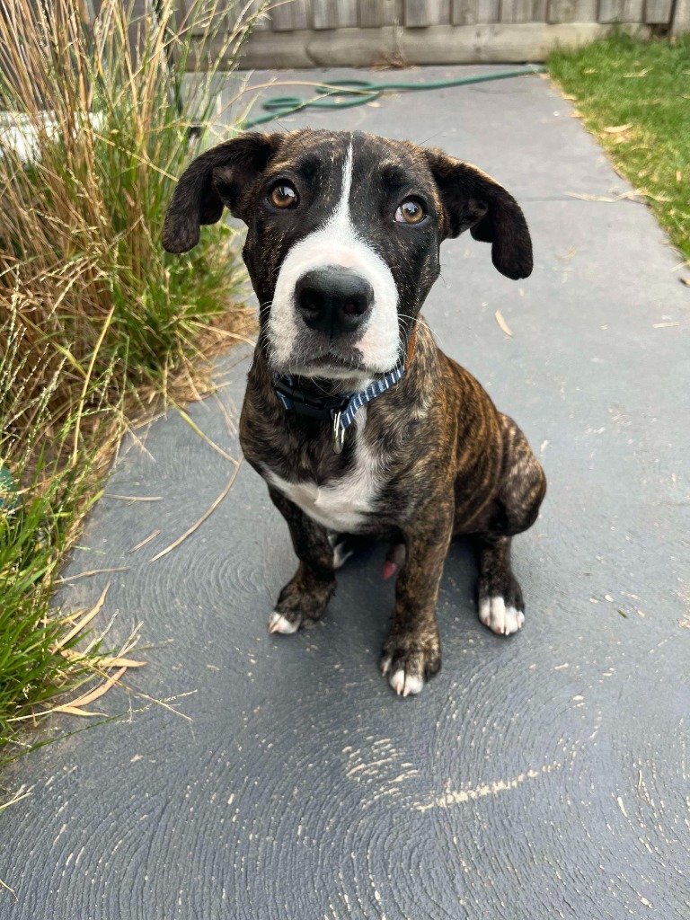 Mars - Medium Male Mixed breed Mix Dog in VIC - PetRescue