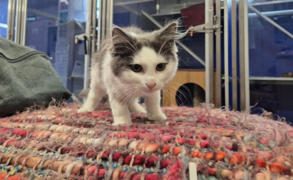 Princess - Female Domestic Medium Hair Mix Cat in VIC - PetRescue