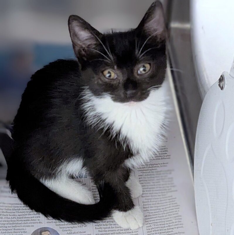 Icky - Female Domestic Short Hair (DSH) Cat in NSW - PetRescue