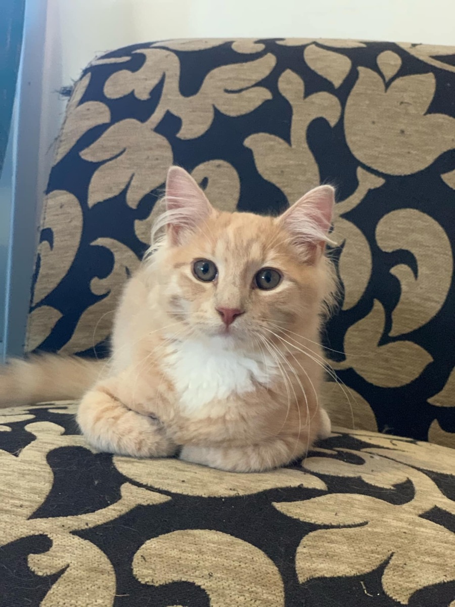 Stoney - Male Domestic Medium Hair (DMH) Cat in QLD - PetRescue