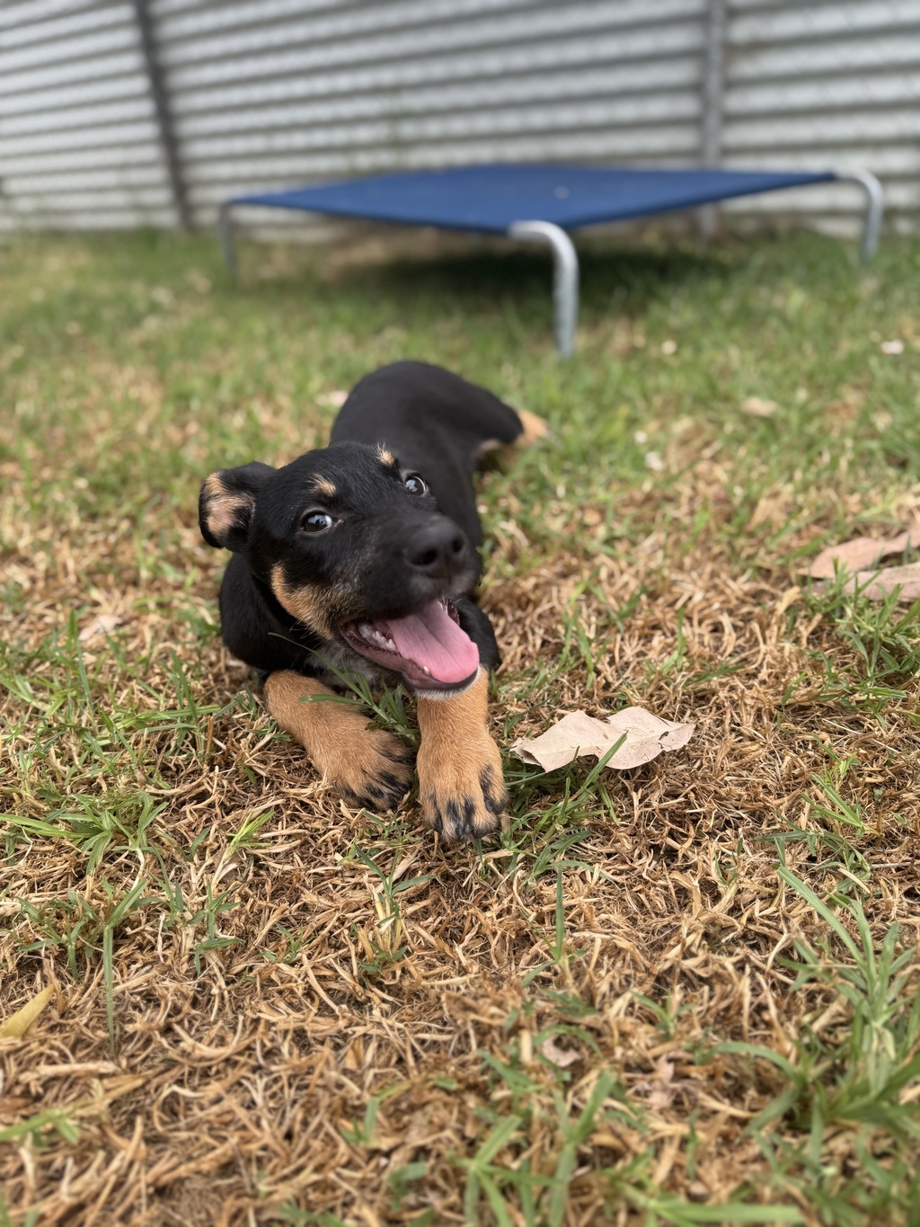 Rose - Large Female Irish Wolfhound x Kelpie Mix Dog in QLD - PetRescue