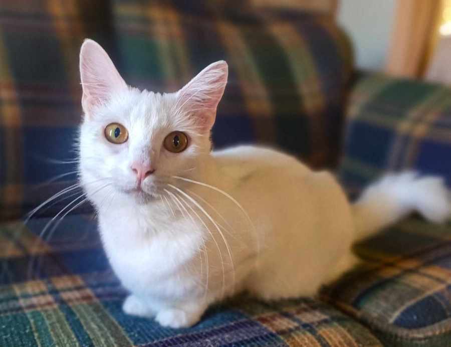 Waggin Tails Rescue - PetRescue