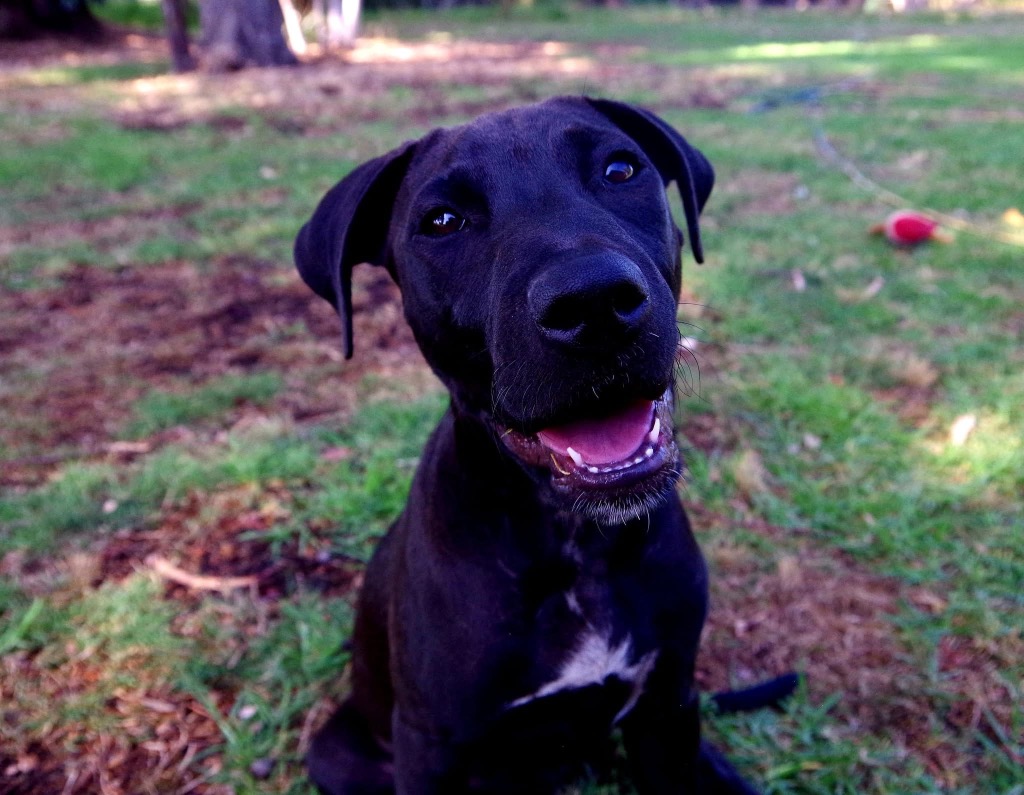 Wicked Chocolate - Large Female Mixed breed Dog in WA - PetRescue