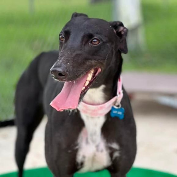 Lady Jane - Large Female Greyhound Dog in NSW - PetRescue