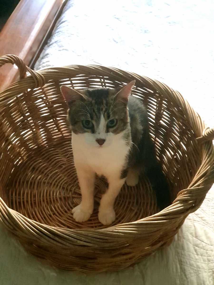 Chester - Male Domestic Short Hair (DSH) Cat in NSW - PetRescue