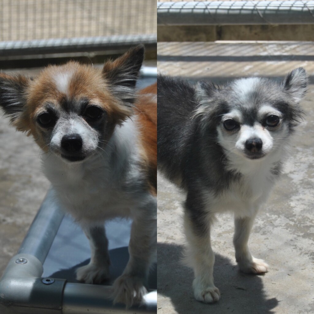 Chichi - Small Female Long Hair Chihuahua Mix Dog in QLD - PetRescue