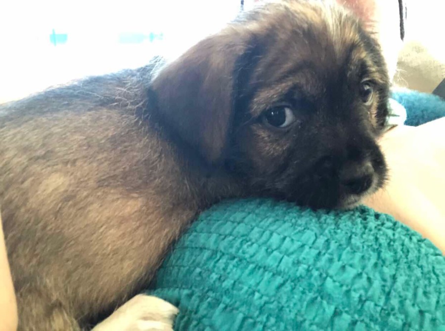 Tom Paris - Small Male Maltese x Shih Tzu x American Staffordshire ...