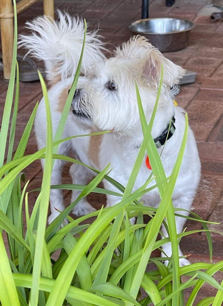 Bunbury Animal Rescue Rehome Care Incorporated - PetRescue