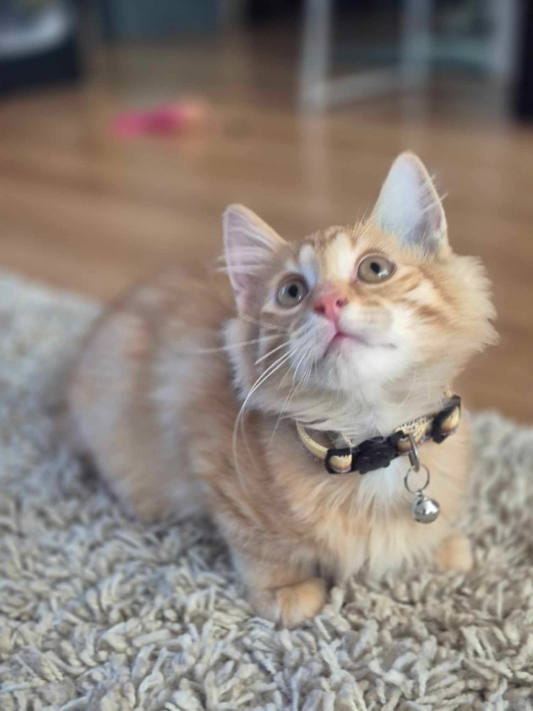 Ging - Male Domestic Short Hair (DSH) Mix Cat in VIC - PetRescue