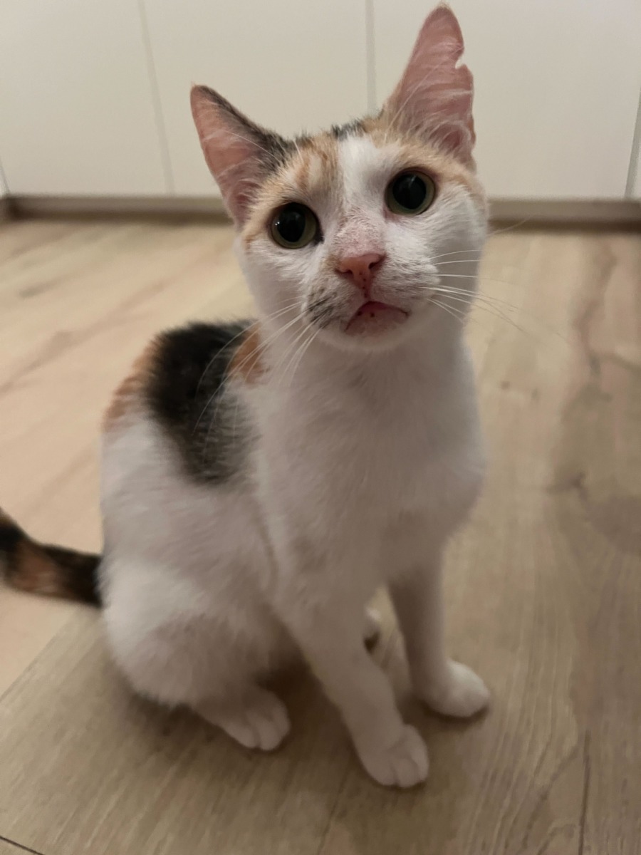 Brussels - Female Domestic Short Hair (DSH) Cat in NSW - PetRescue