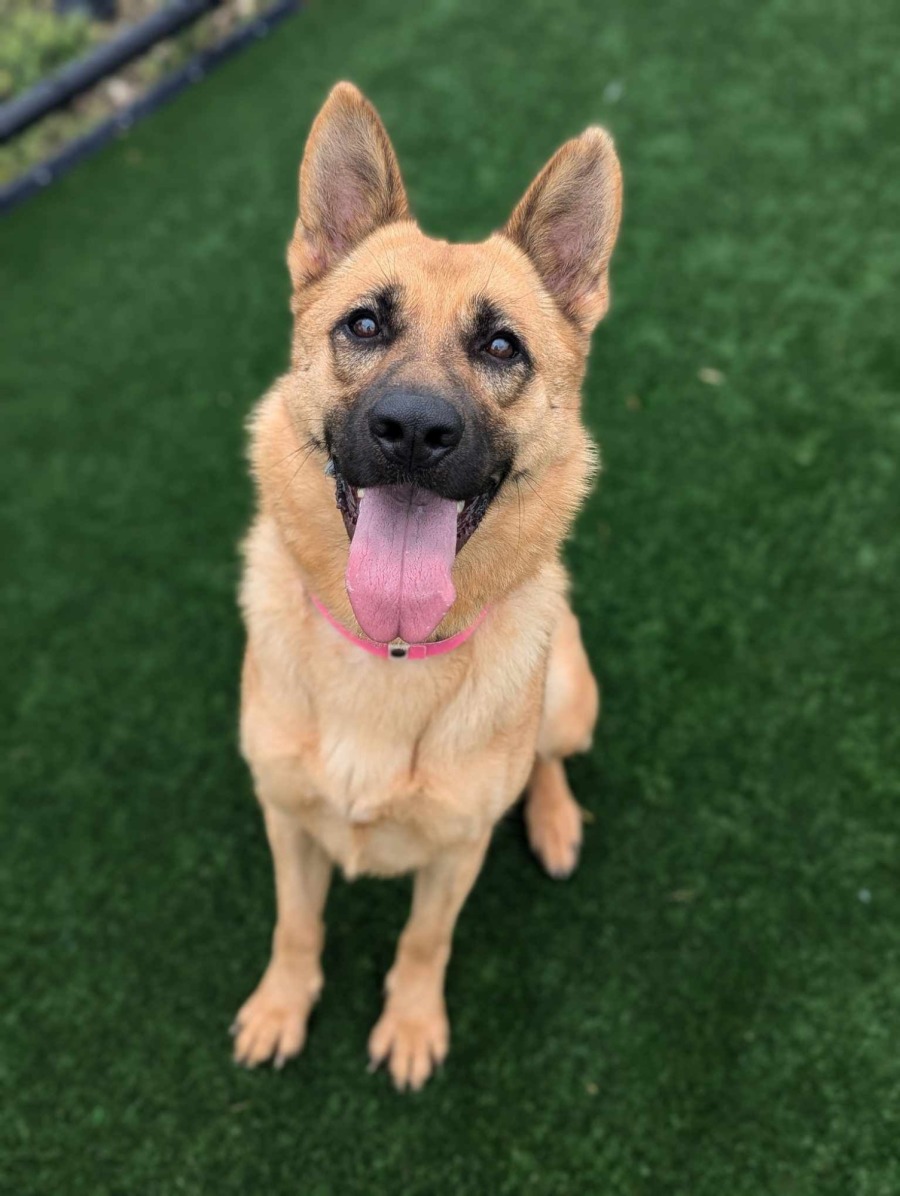 Gabrielle imp 2805 - Large Female German Shepherd Dog Dog in NSW ...