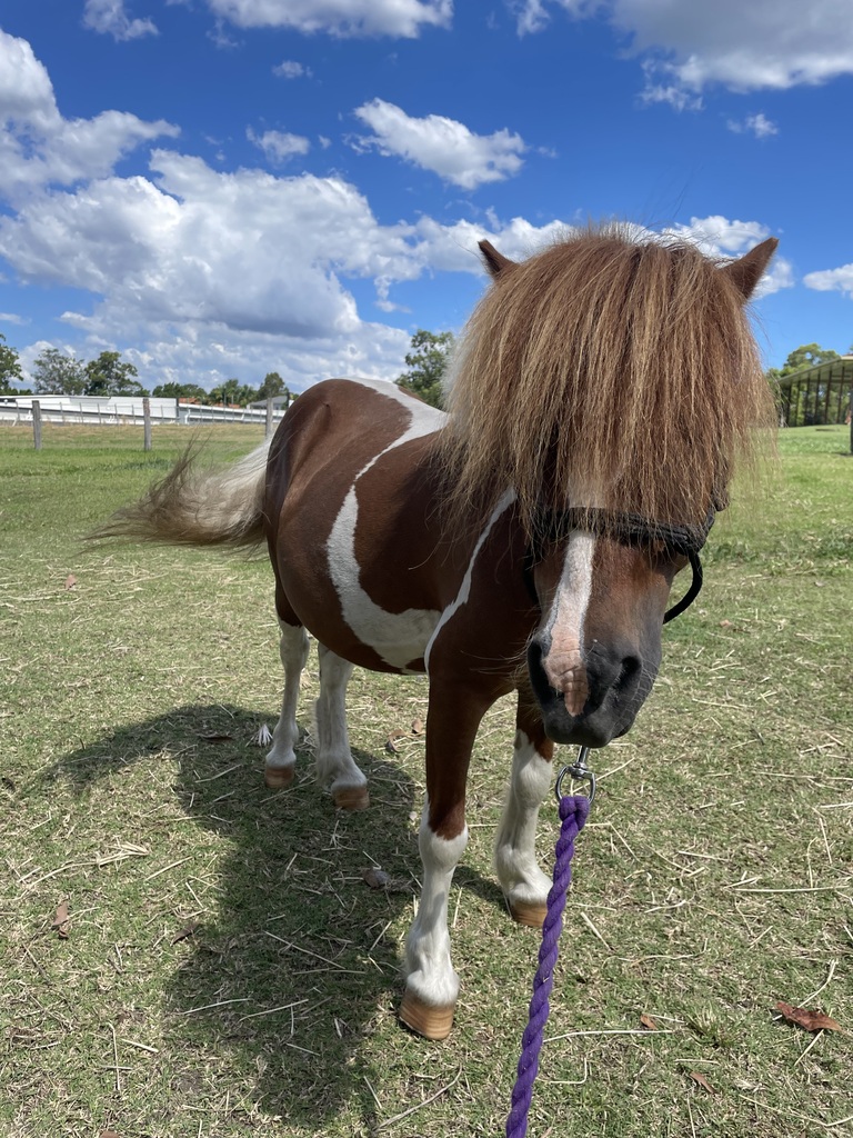 Coffee - Male Shetland Pony Mix Horse in QLD - PetRescue