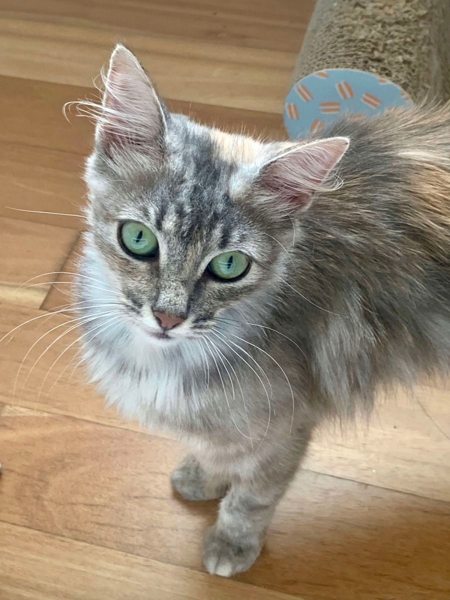 Cilla - Female Domestic Medium Hair (DMH) Cat in NSW - PetRescue