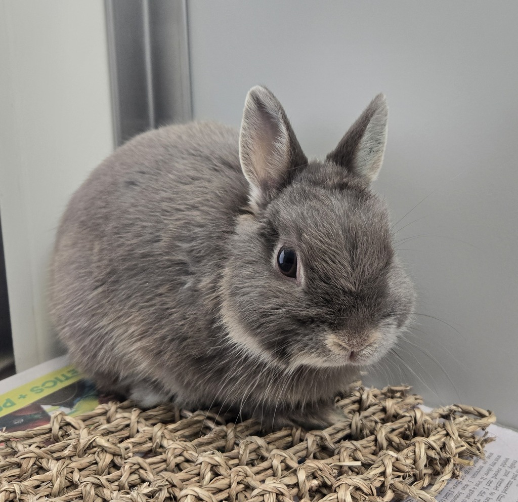 Freddy - Male Netherland Dwarf Mix Rabbit in VIC - PetRescue