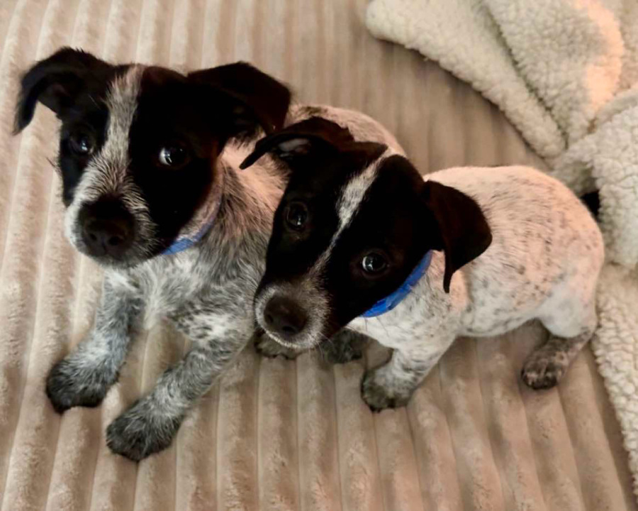 Salt - Small Female Australian Stumpy Tail Cattle Dog Mix Dog in NSW ...