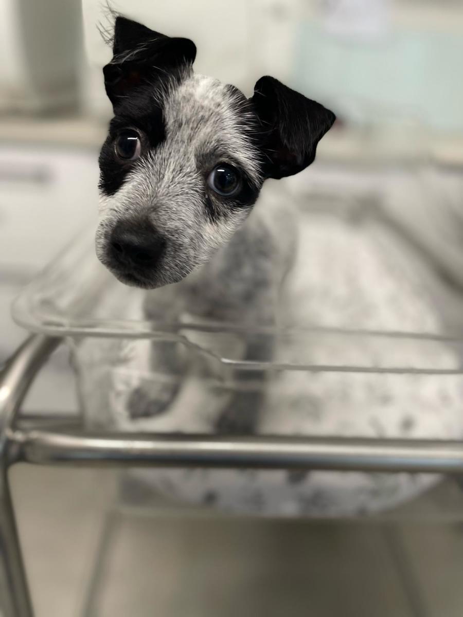 Nora - Small Female Australian Stumpy Tail Cattle Dog Mix Dog in NSW ...