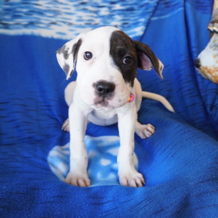 ChaChi - Medium Female Mixed breed Dog in WA - PetRescue