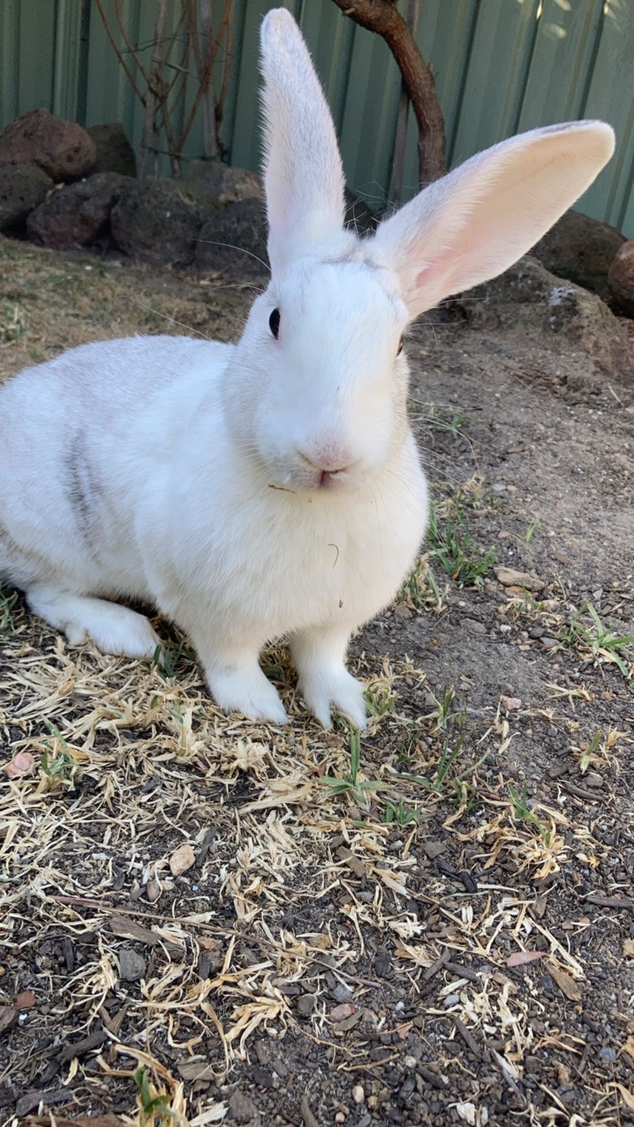 Zola - Female Flemish Giant Mix Rabbit in VIC - PetRescue