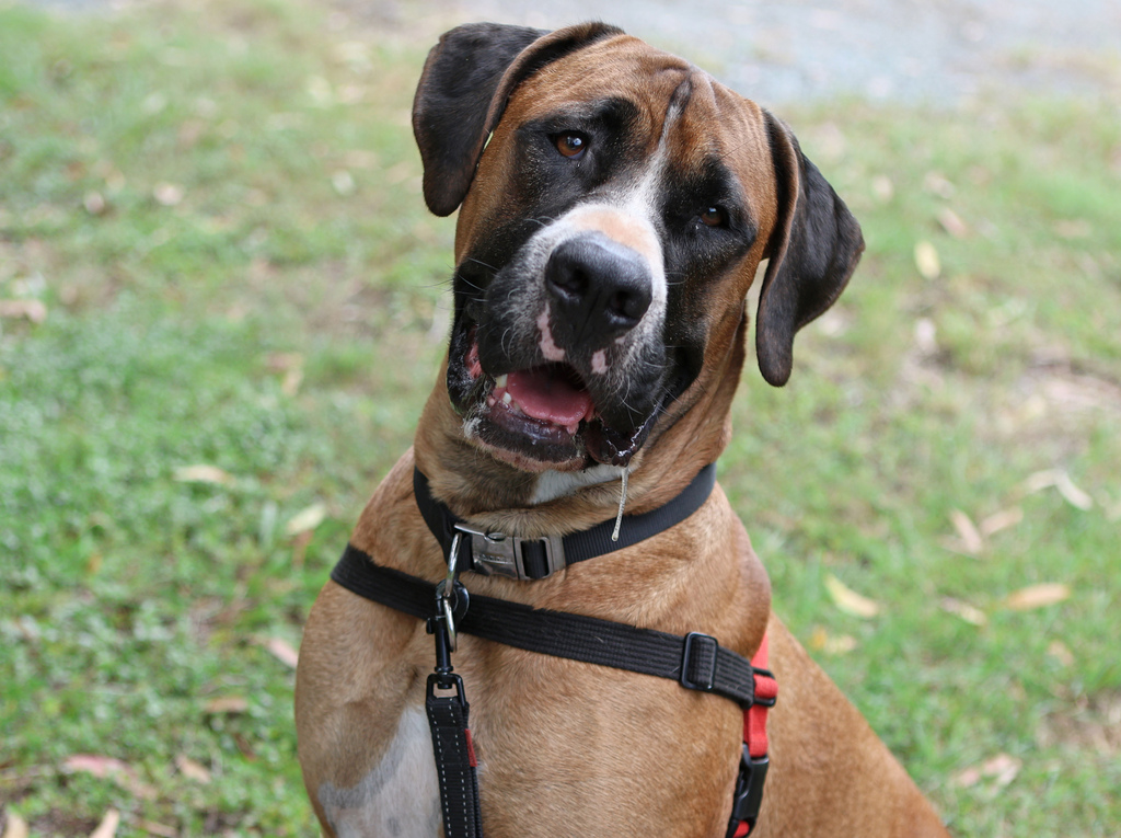 Humphrey - Large Male Great Dane x Rhodesian Ridgeback Mix Dog in QLD ...