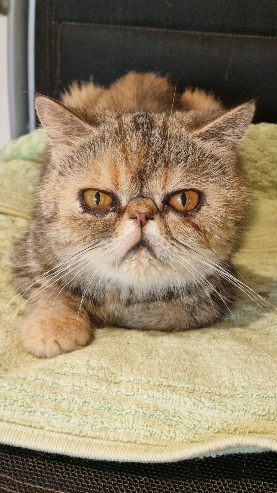 Small Paws Animal Rescue QLD - PetRescue