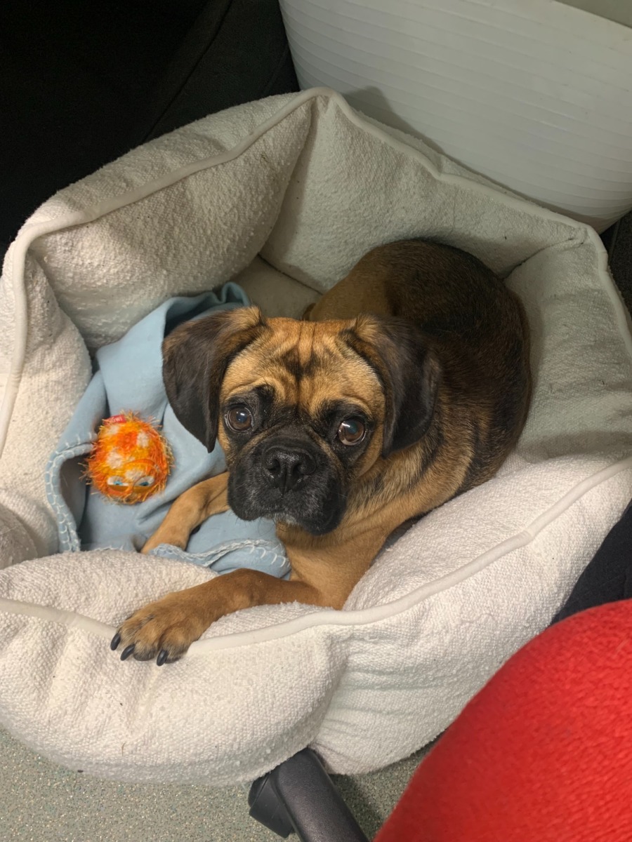 Bosley - Small Male Pug Mix Dog in VIC - PetRescue